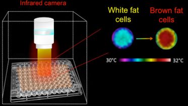 Researchers Uncover Molecular Process in the Brain that Transforms ...