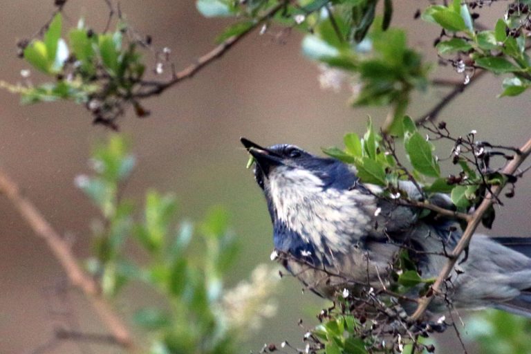 Echoes of Evolution: Unveiling Nature’s Repetitive Secrets in Stick Insects