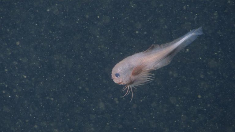 Scientists Discover Strange New Deep-Sea Fish Species