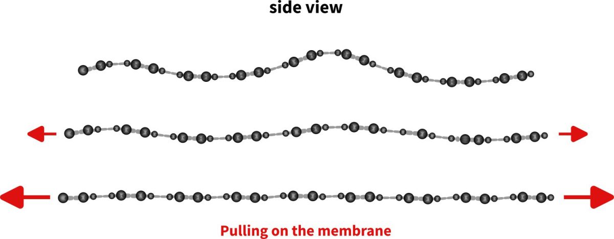 Graphene Is Stretchable? Physicists Make “Miracle Material” Bend Like ...