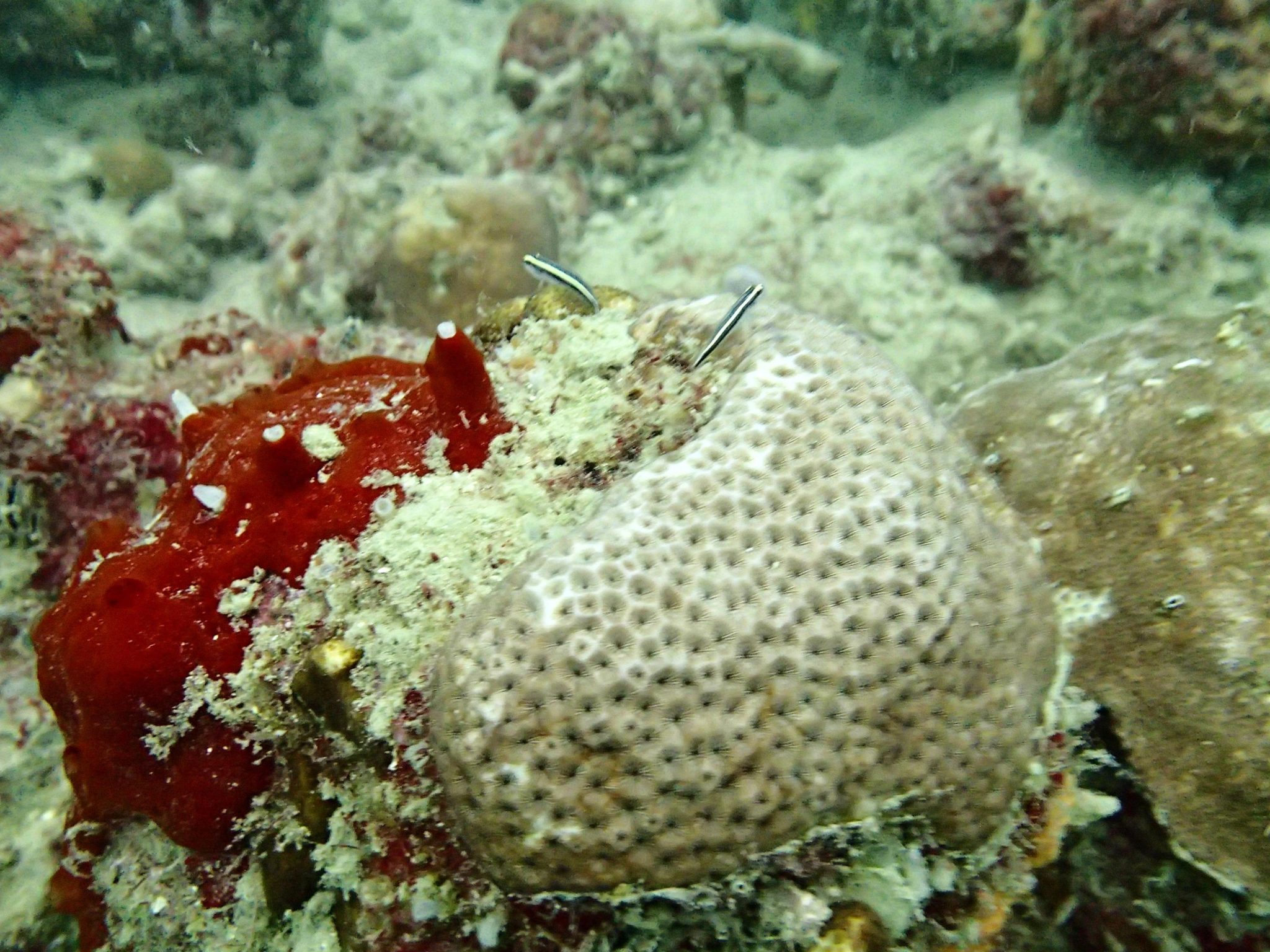 Coral Microbiome (Bacteria, Fungi and Viruses) Is Key to Surviving ...