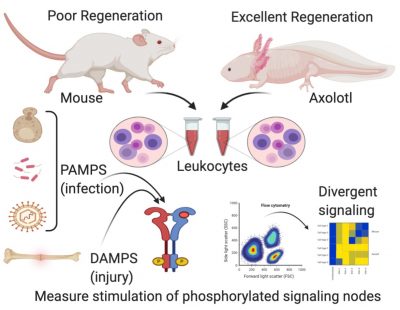 Breakthrough Understanding of Limb and Organ Regeneration – Closer to ...