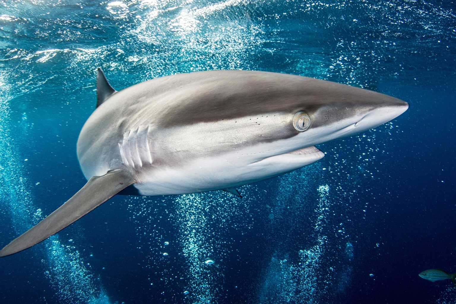 Record-Breaking Migration – Silky Shark Travels Four Times the Width of ...