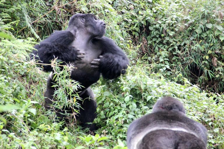 Chest-Beating Gorillas Don’t Bluff: Honest Signal of True Body Size