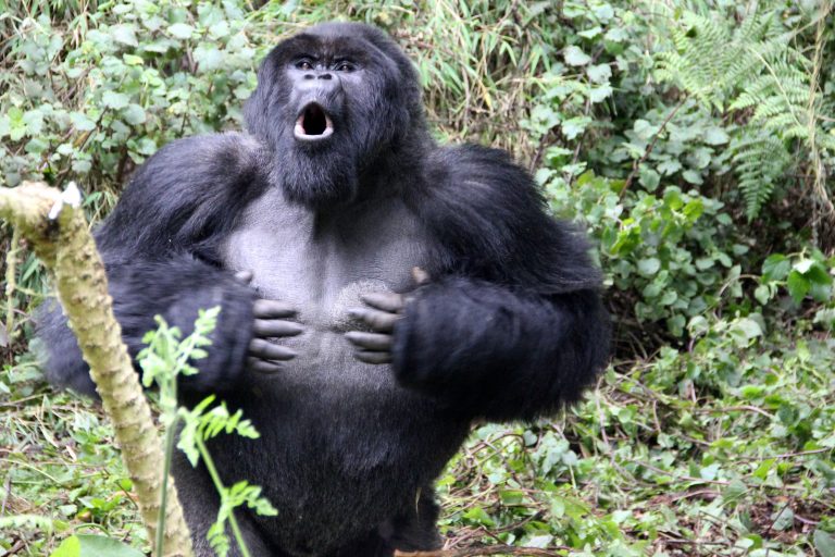 Chest-Beating Gorillas Don’t Bluff: Honest Signal of True Body Size