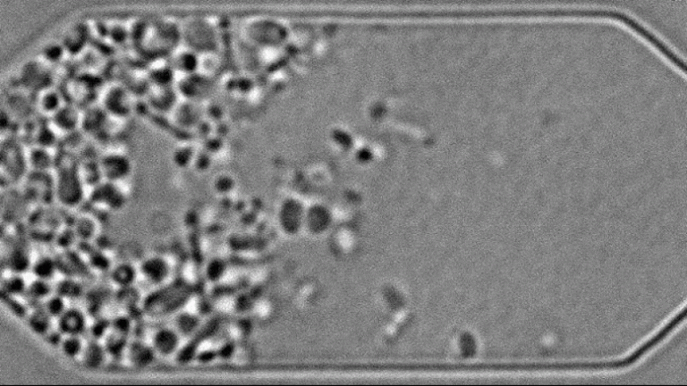 Synthetic Evolution: Genetically Minimal Artificial Cells Prove “Life ...