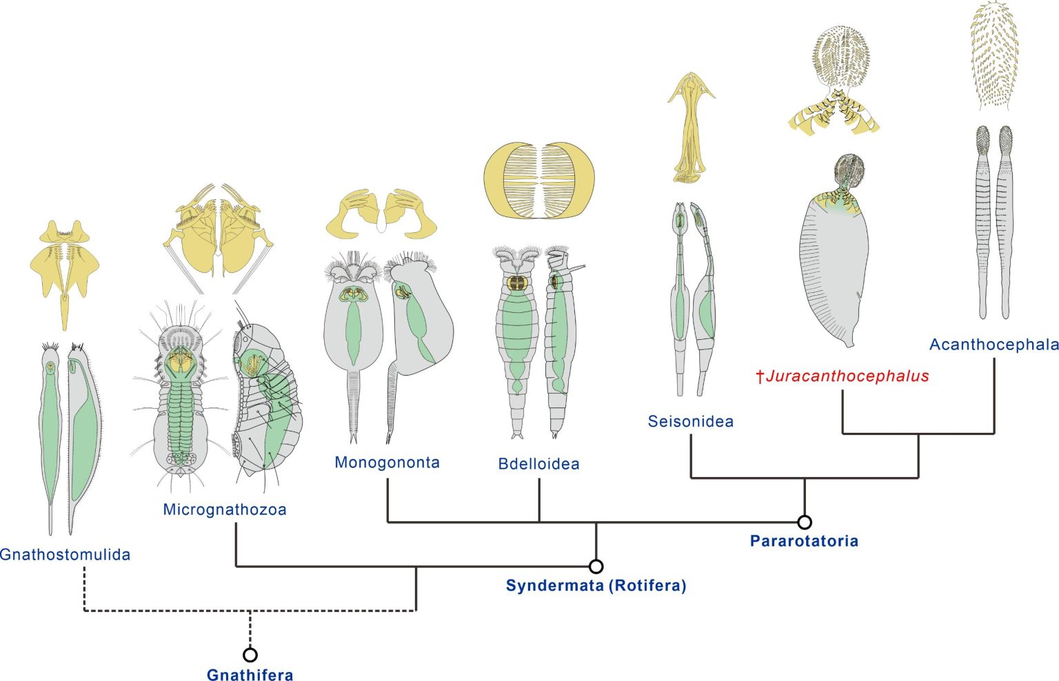 Mystery Solved? 160-Million-Year-Old Fossil Reveals Origins of Thorny ...