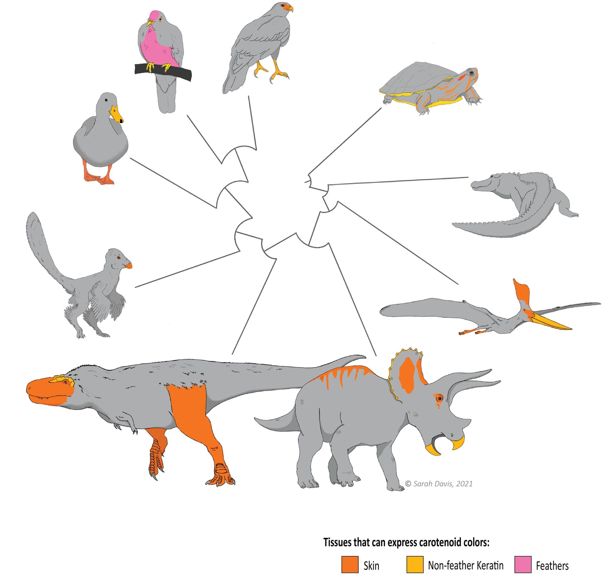 Dinosaur Faces and Feet May Have Popped With Bright Color