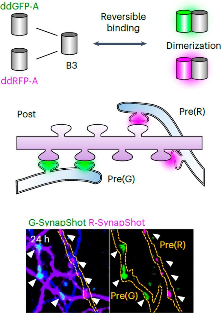 SynapShot Unveiled: Observing the Processes of Memory and Cognition in ...