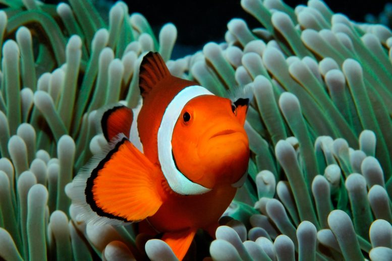 Scientists Just Caught Wild Clownfish Feeding Their Anemones in a ...