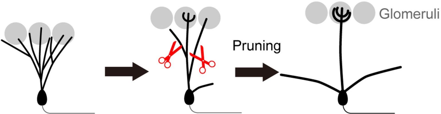 Battle of the Dendrites: How Neurons Compete To Cut Connections
