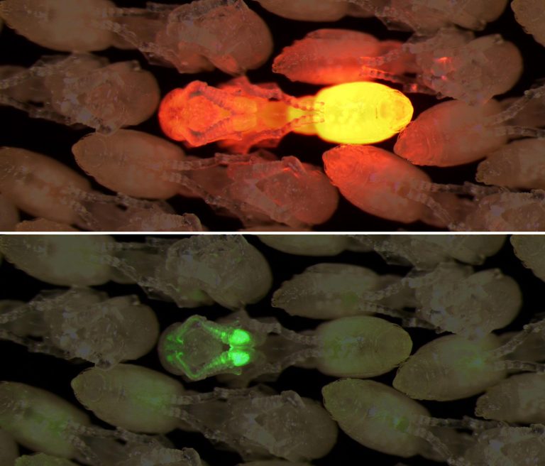 Panic at the Ant Hill: The Specialized Pheromone Response in Ant Brains