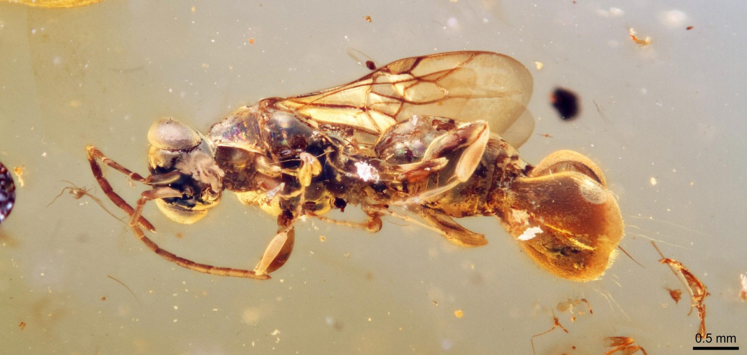 Real-Life Monster: Scientists Discover Strange Wasp From 99 Million ...