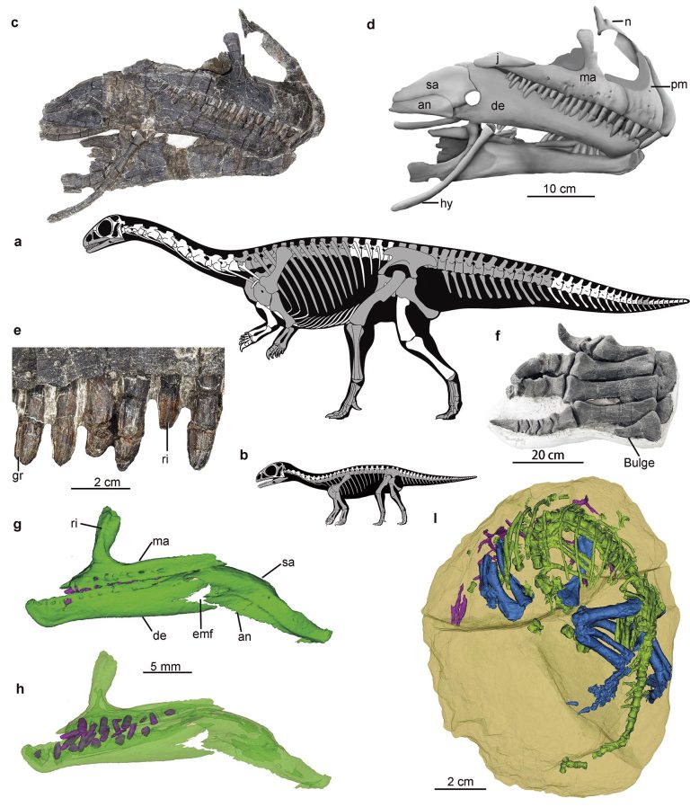 Revolutionizing Paleontology: The First Dinosaur Eggs Were Not What We ...