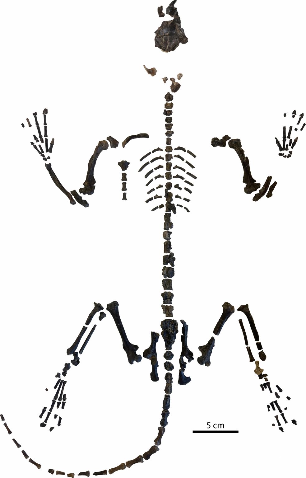 Meet Your 62-Million-Year-Old Cousin: Stunning Fossil Links Mysterious ...