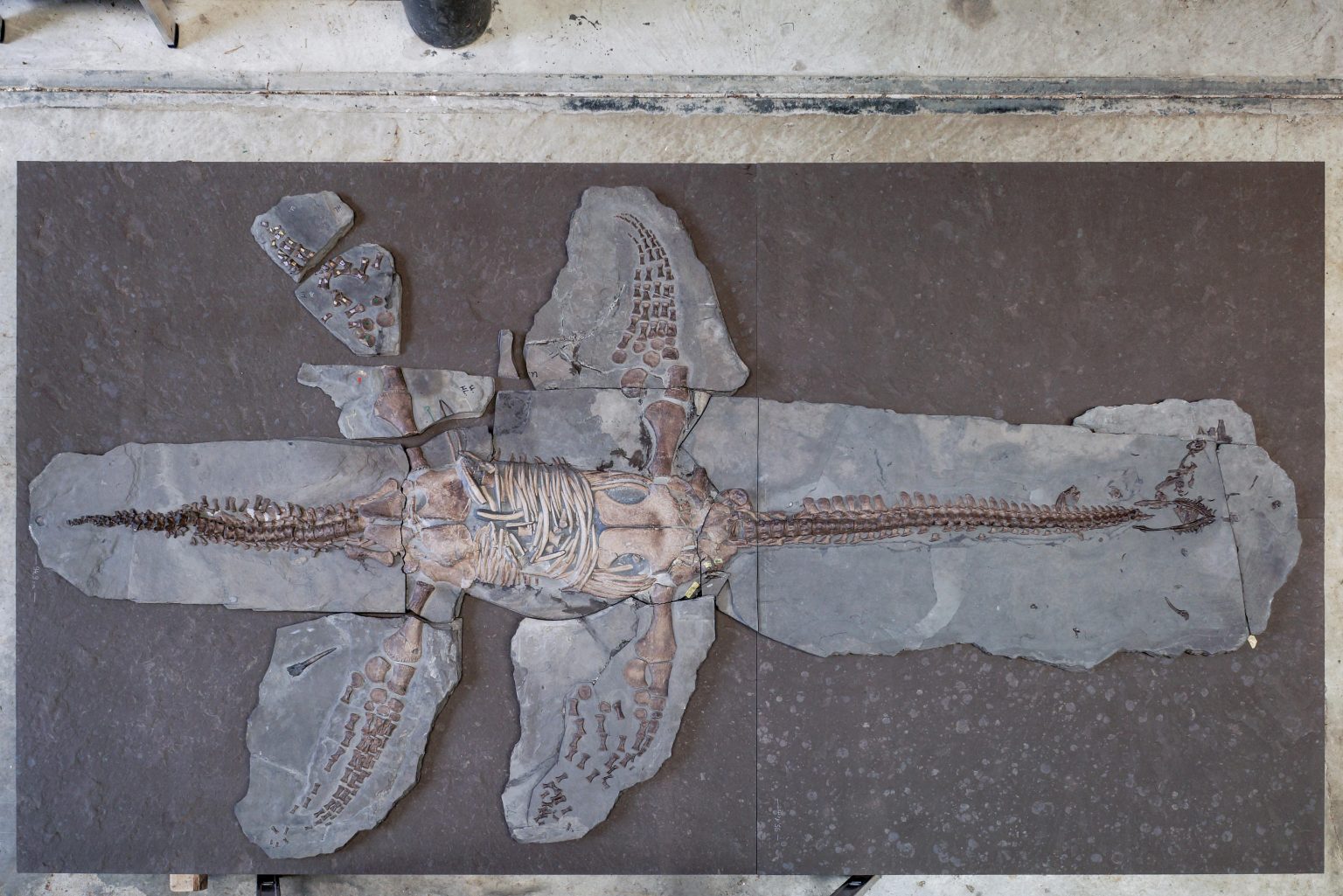 Shocking Scientists: Fossilized Plesiosaur Skin Cells Discovered After ...