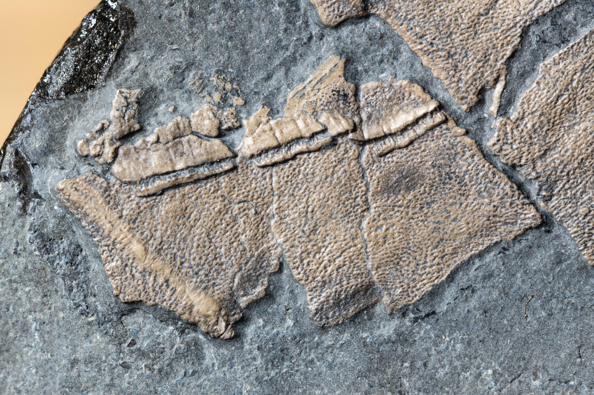 Shocking Scientists: Fossilized Plesiosaur Skin Cells Discovered After ...