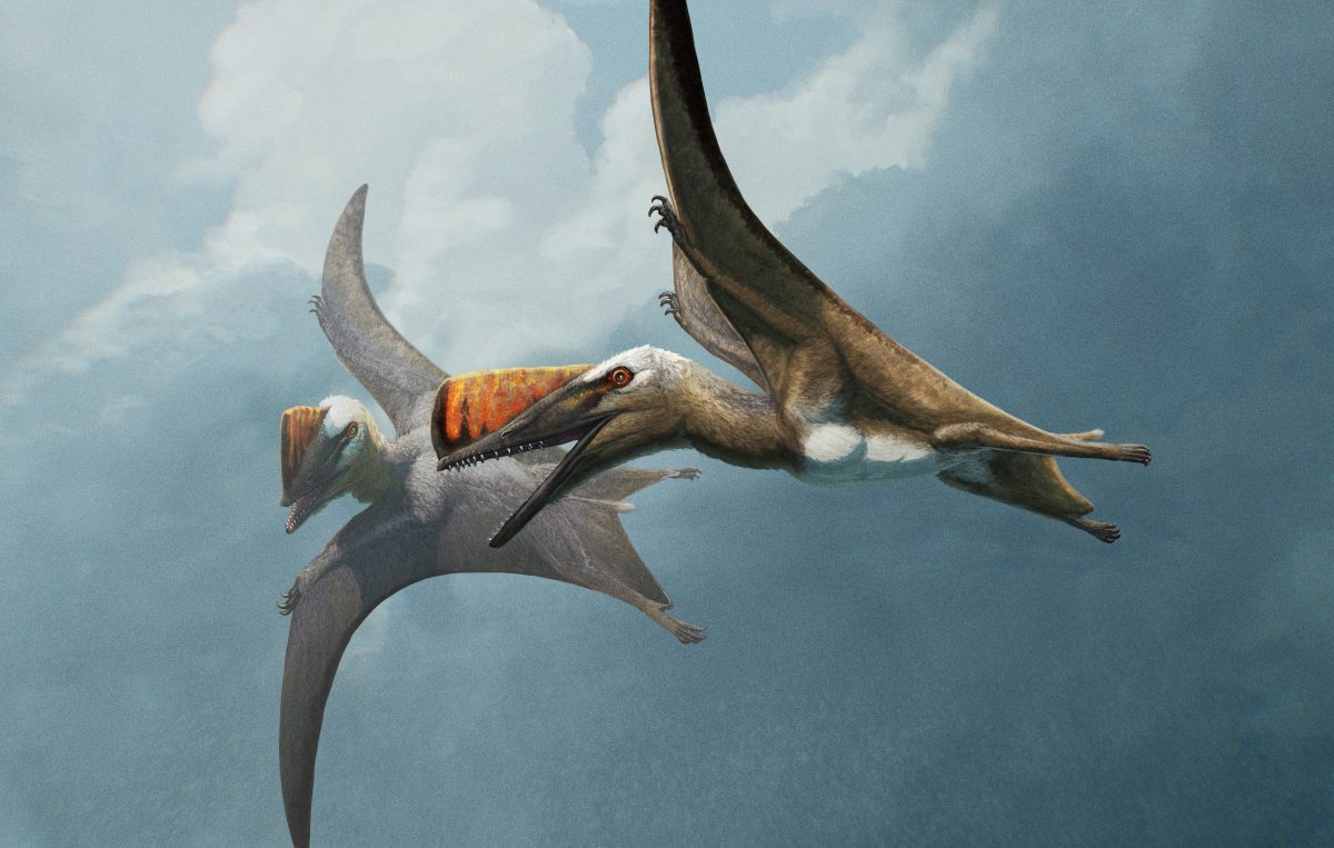 Unusual 200-Million-Year-Old Pterosaur Fossil Unlocks Secrets of Flying ...