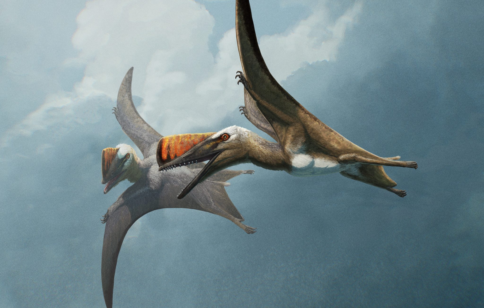 Unusual 200-Million-Year-Old Pterosaur Fossil Unlocks Secrets of Flying ...