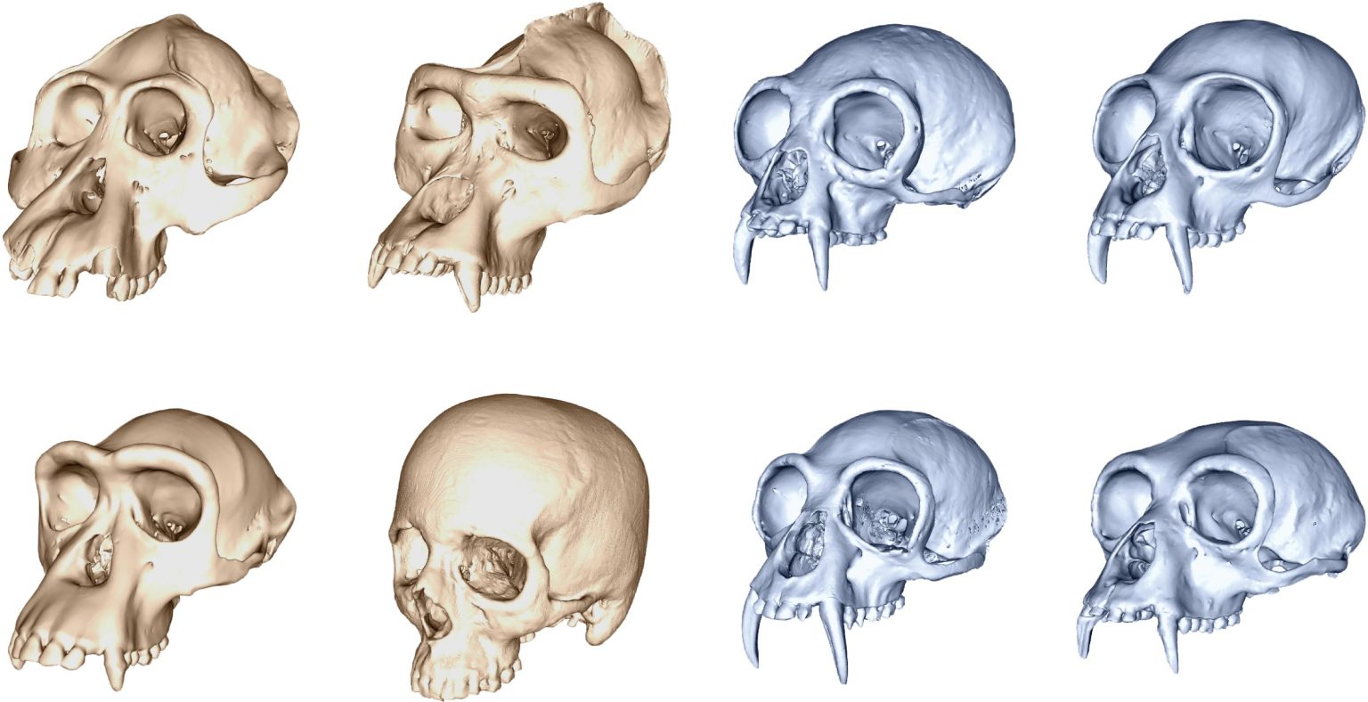 How Our Big Brains and Flat Faces Evolved in Record Time