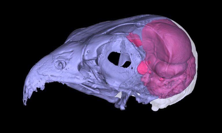 Bird Brains Exposed: The Digital Revolution in Avian Intelligence Research