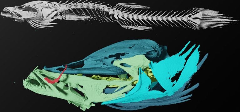 Yale Discovery Overturns Long-Held “Evolutionary Dead End” Theory