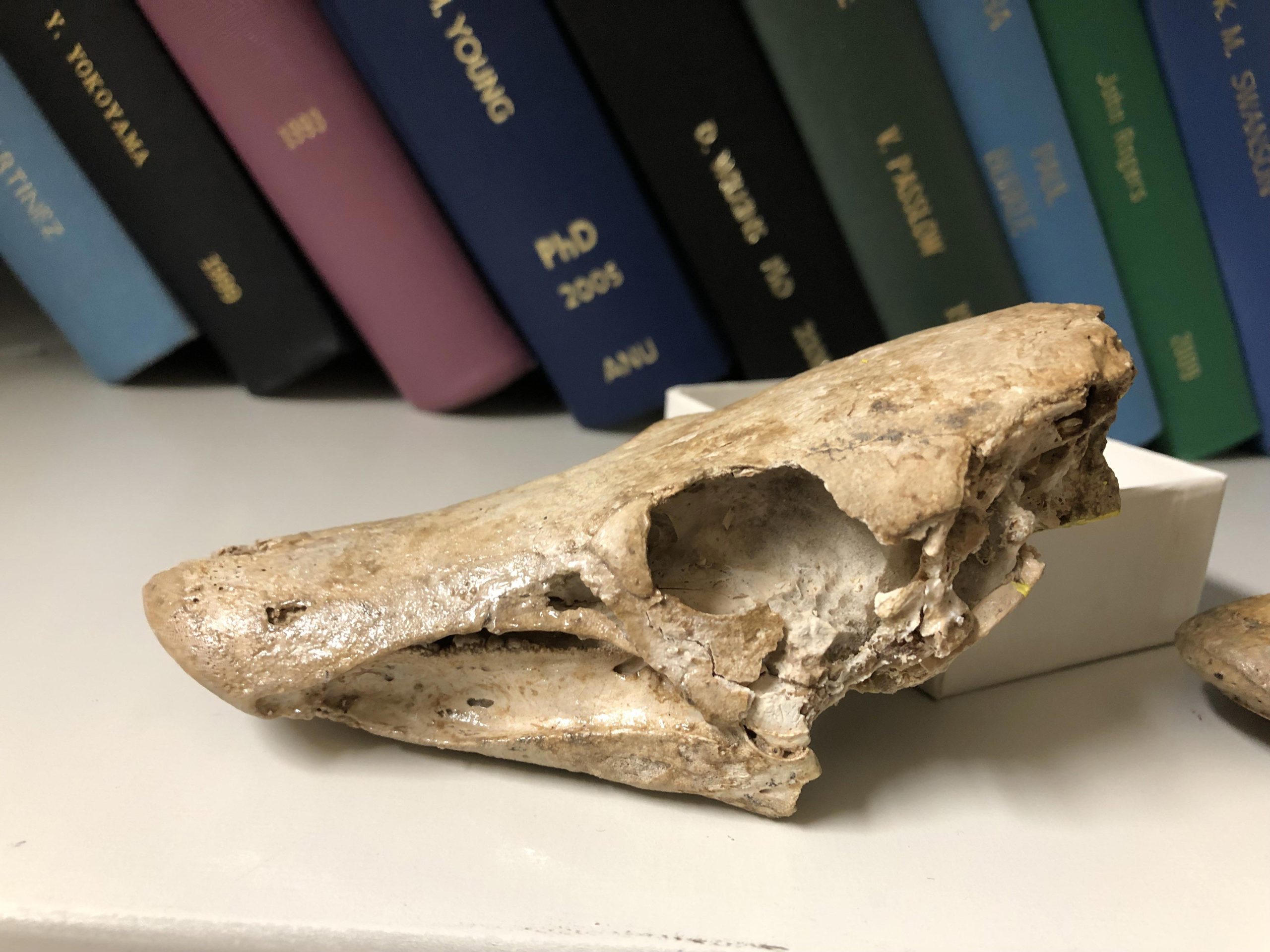 Mysterious 380 Million-Year-Old Fish Reveals Secrets of Our Land ...