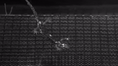 A Puzzling Mystery: Why Do Salamanders Lose Their Lungs?