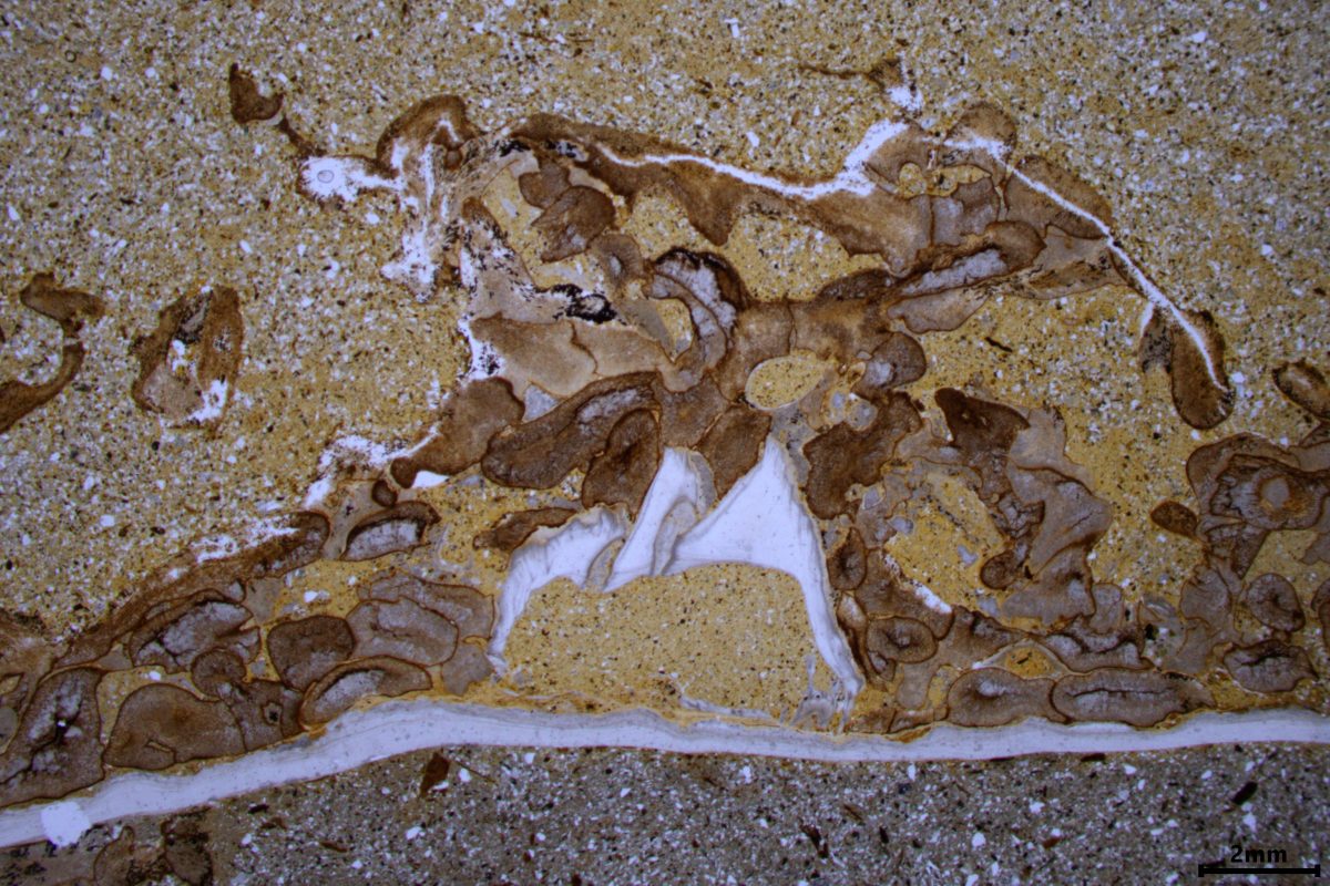 Ancient Kelp Forests Upend What We Knew About the Ocean