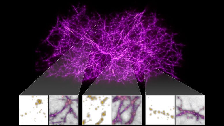 Brainless Slime Mold Physarum polycephalum Shows Intelligence
