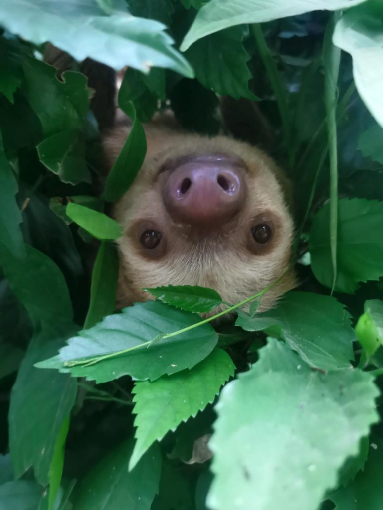 The Looming Threat: Are Sloths Too Slow to Outrun Climate Change?