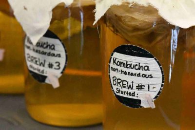 Kombucha’s Microbial Magic: New Study Shows Fat-Busting Effects