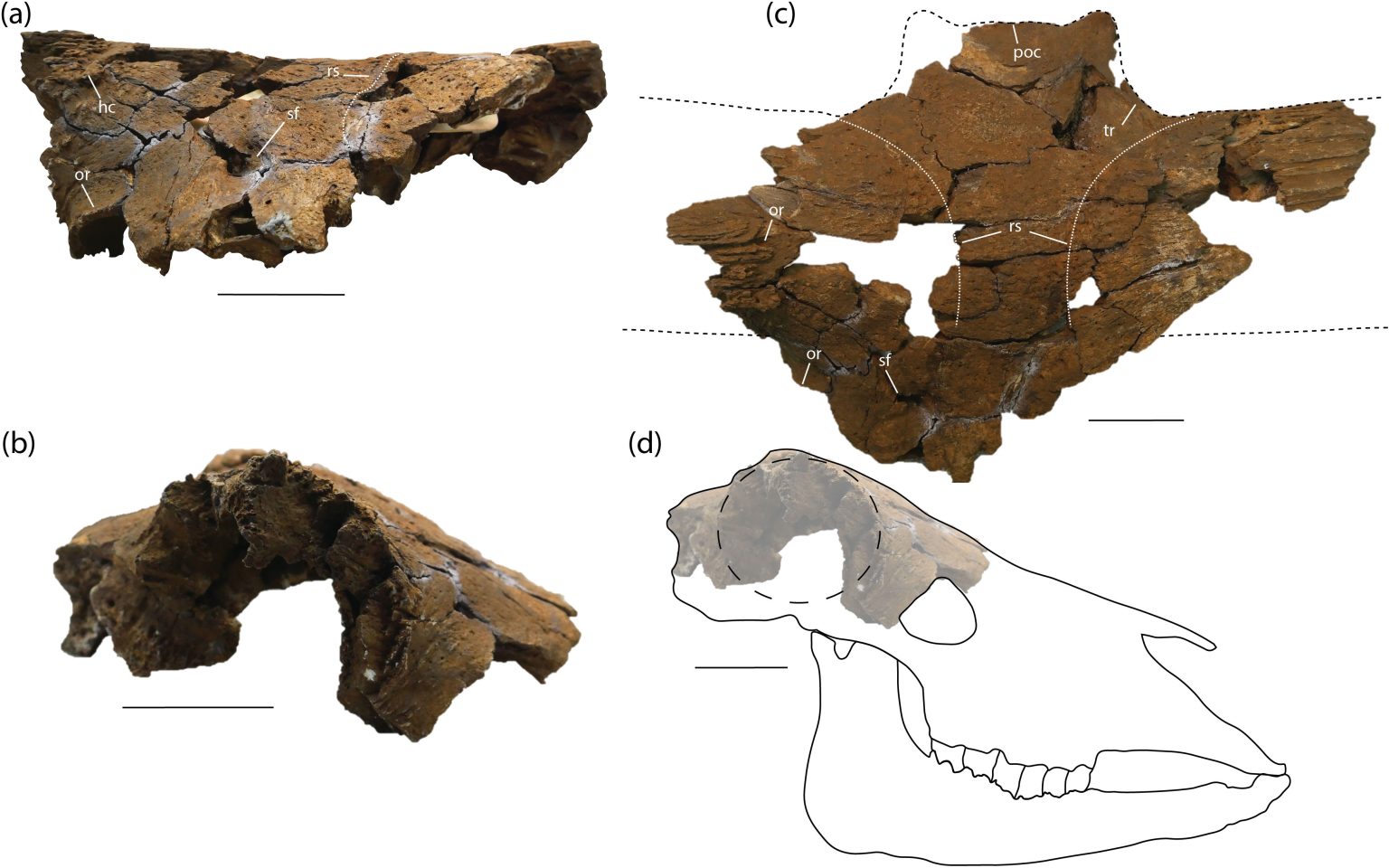 Ancient Fossil Discovery in South Africa’s Cradle of Humankind Offers ...