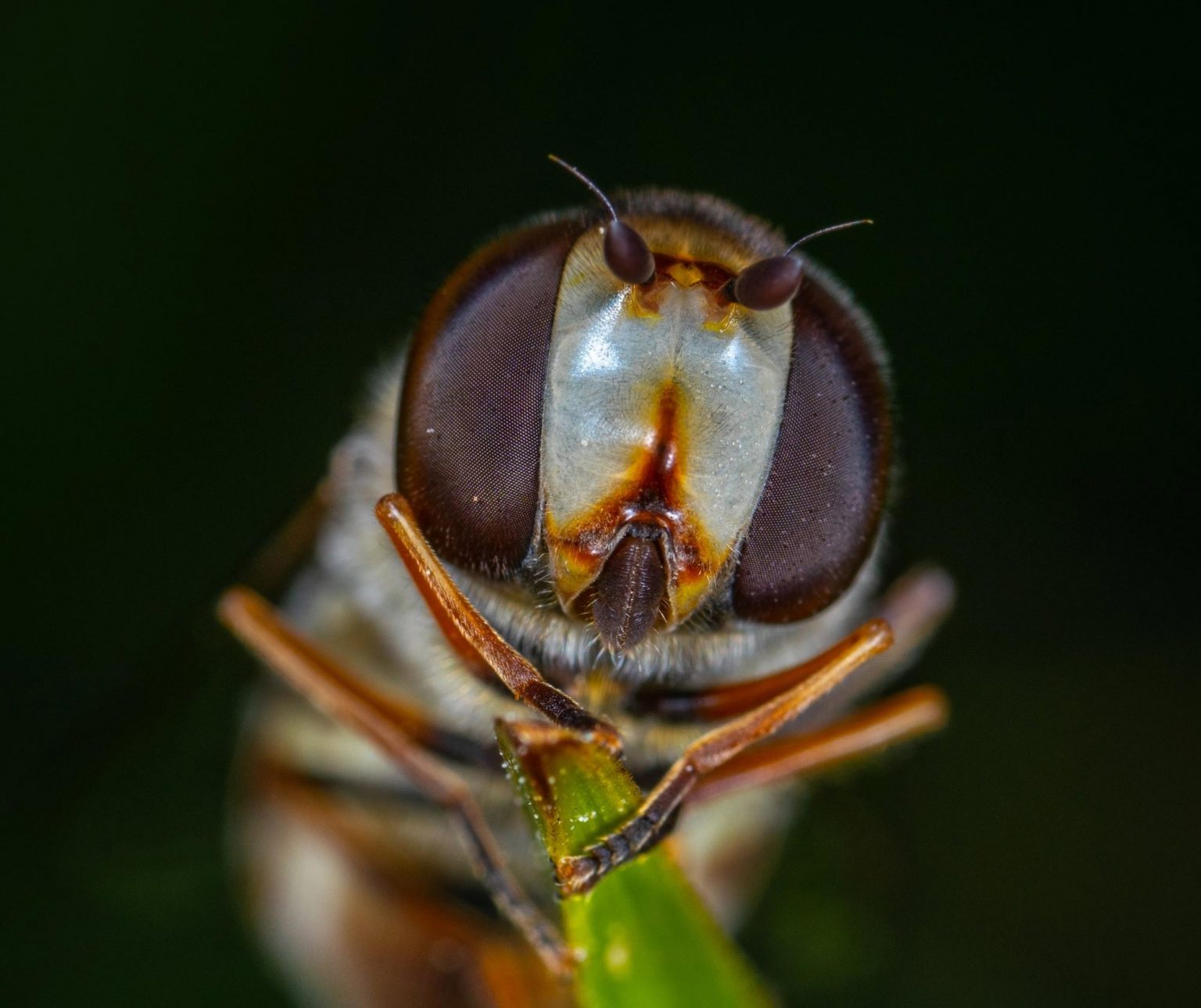 Cocaine's Effect on the Brain: New Research on Fruit Flies Shows Impact ...