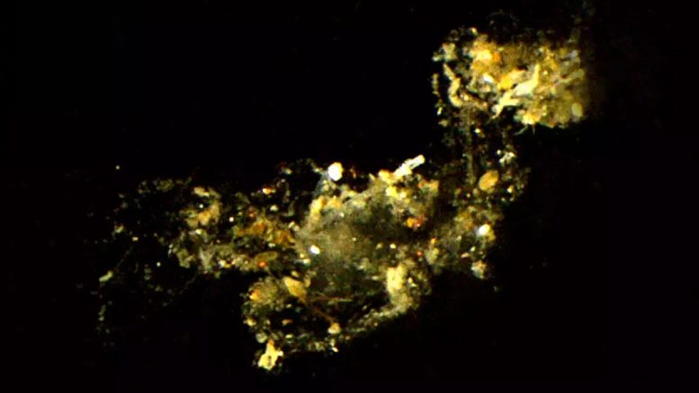 Unique New Species of Marine Bacteria Discovered in Deep-Sea Cold Seep