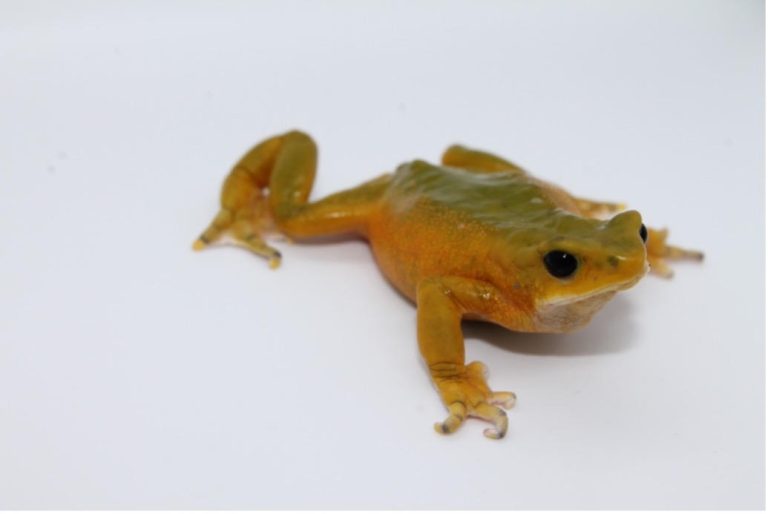 Back From the Dead: Up to 32 Species Thought To Be Extinct Are Still ...