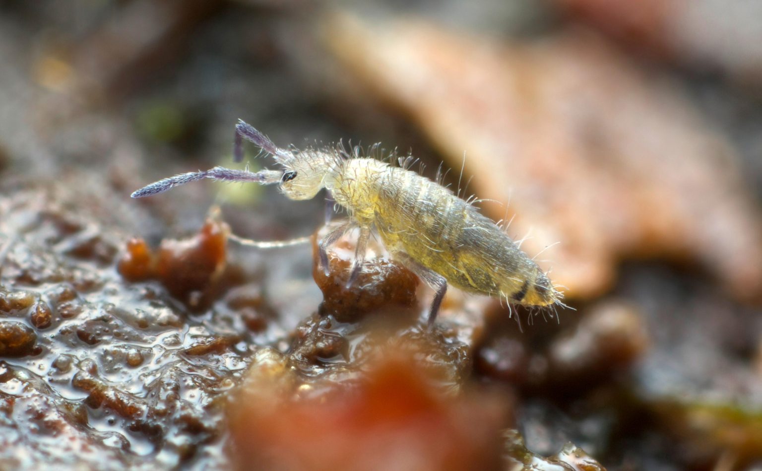 Springtails: The Ancient Masters of Antifreeze and Arctic Survival