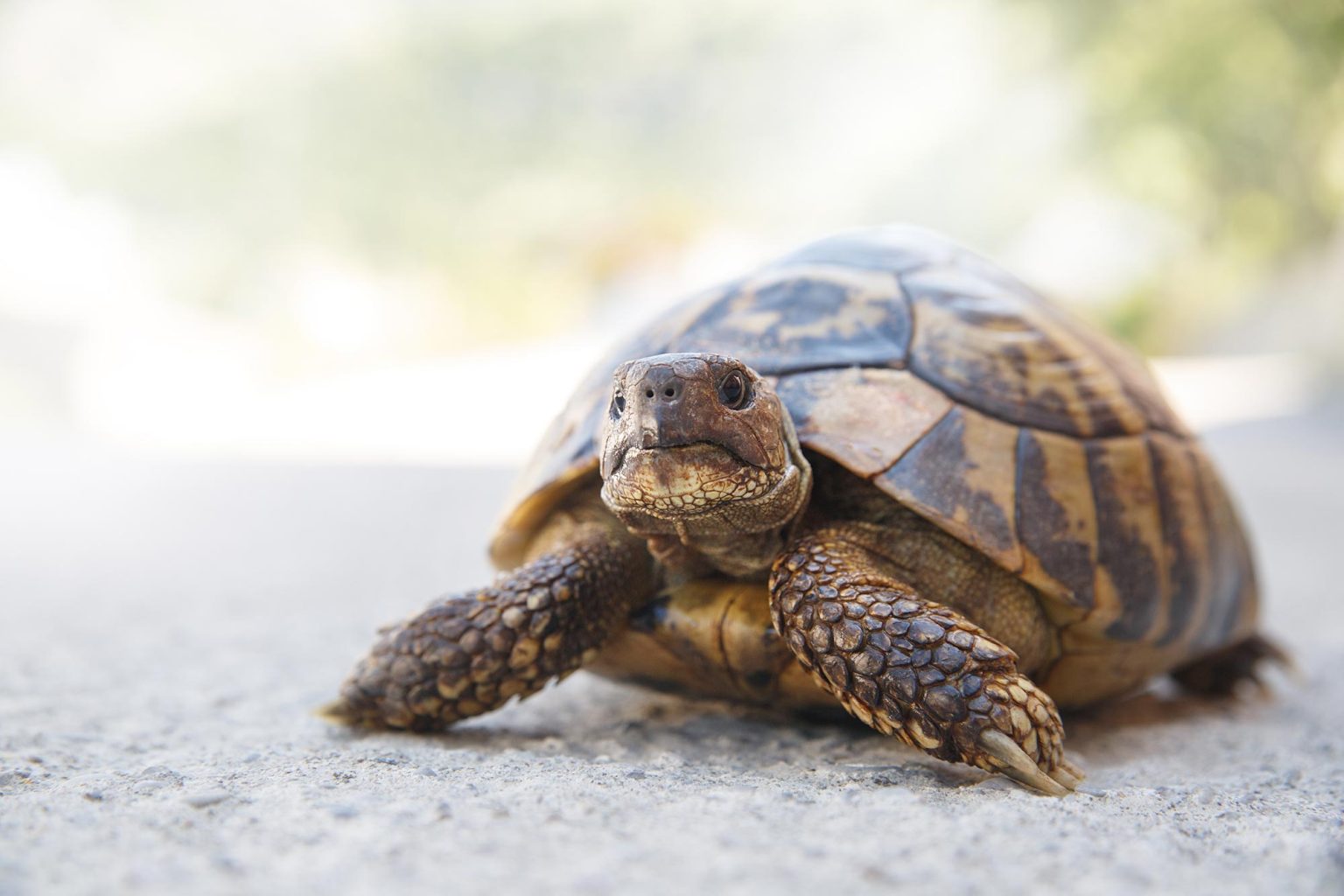 Groundbreaking Study Reveals Tortoises Have Feelings, Similar to Ours