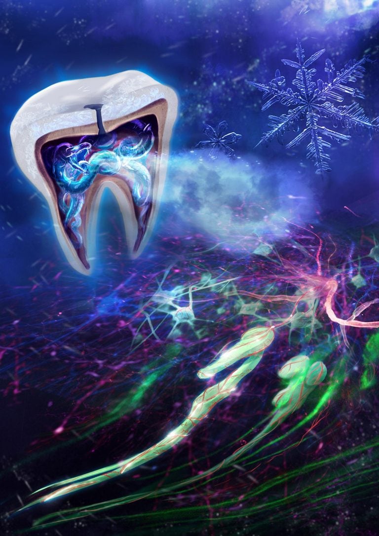 “Tooth Worms”: Researchers Discover Why Cold Induces Tooth Pain – And ...