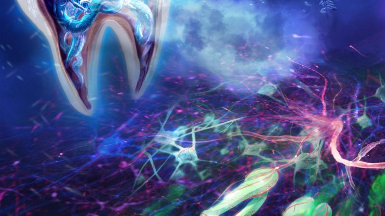 At Last: New Synthetic Tooth Enamel Is Harder and Stronger Than the ...