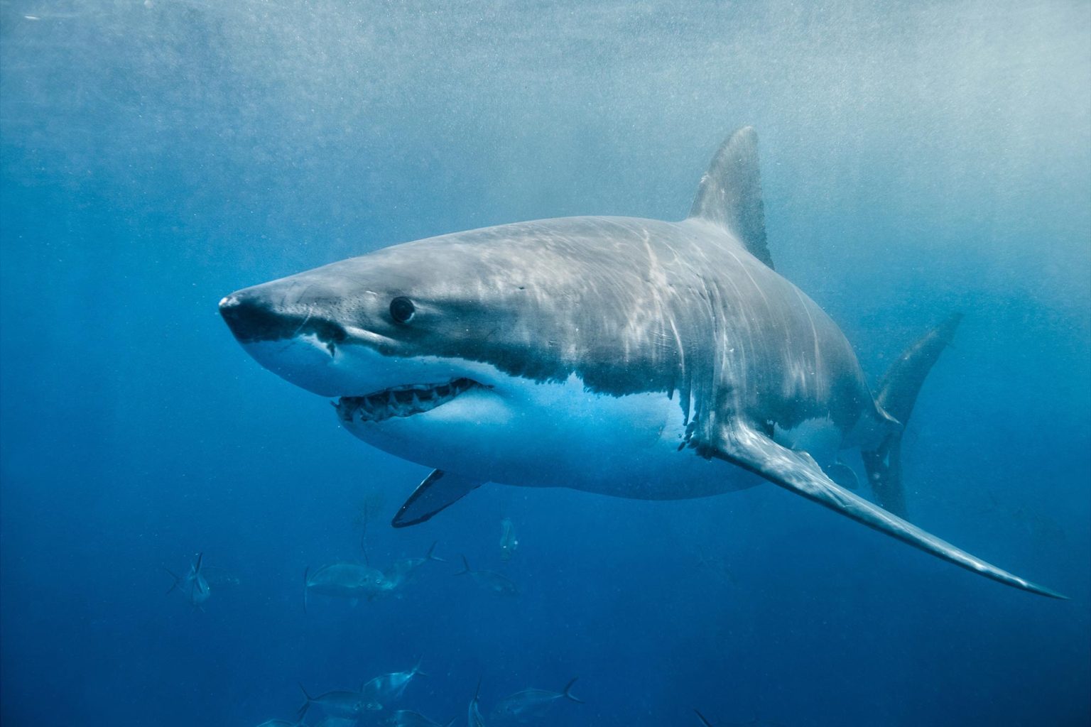 Sharks Follow This Universal Math Rule, Confirming a Century-Old Law of ...
