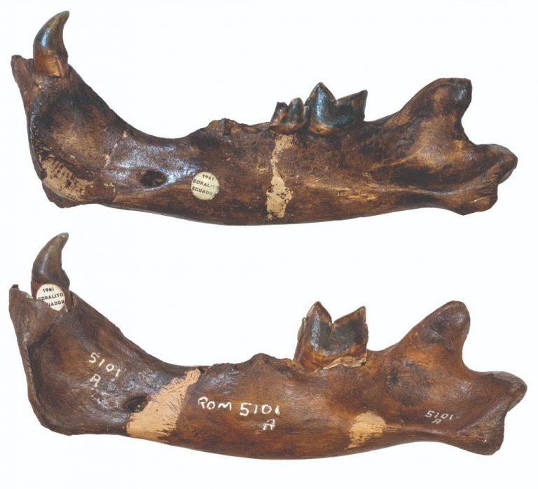New Discovery on the Mysterious Family Life of Notorious Saber-Toothed ...