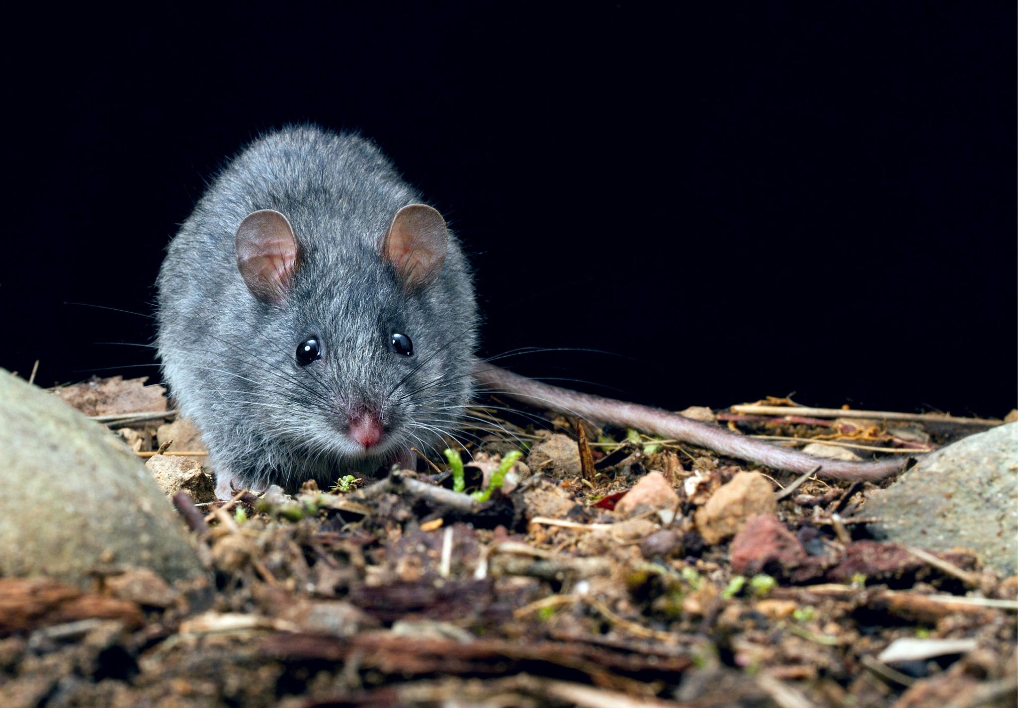 New DNA Research Unlocks Secrets of Native Rodents’ Rat Race to New Lands
