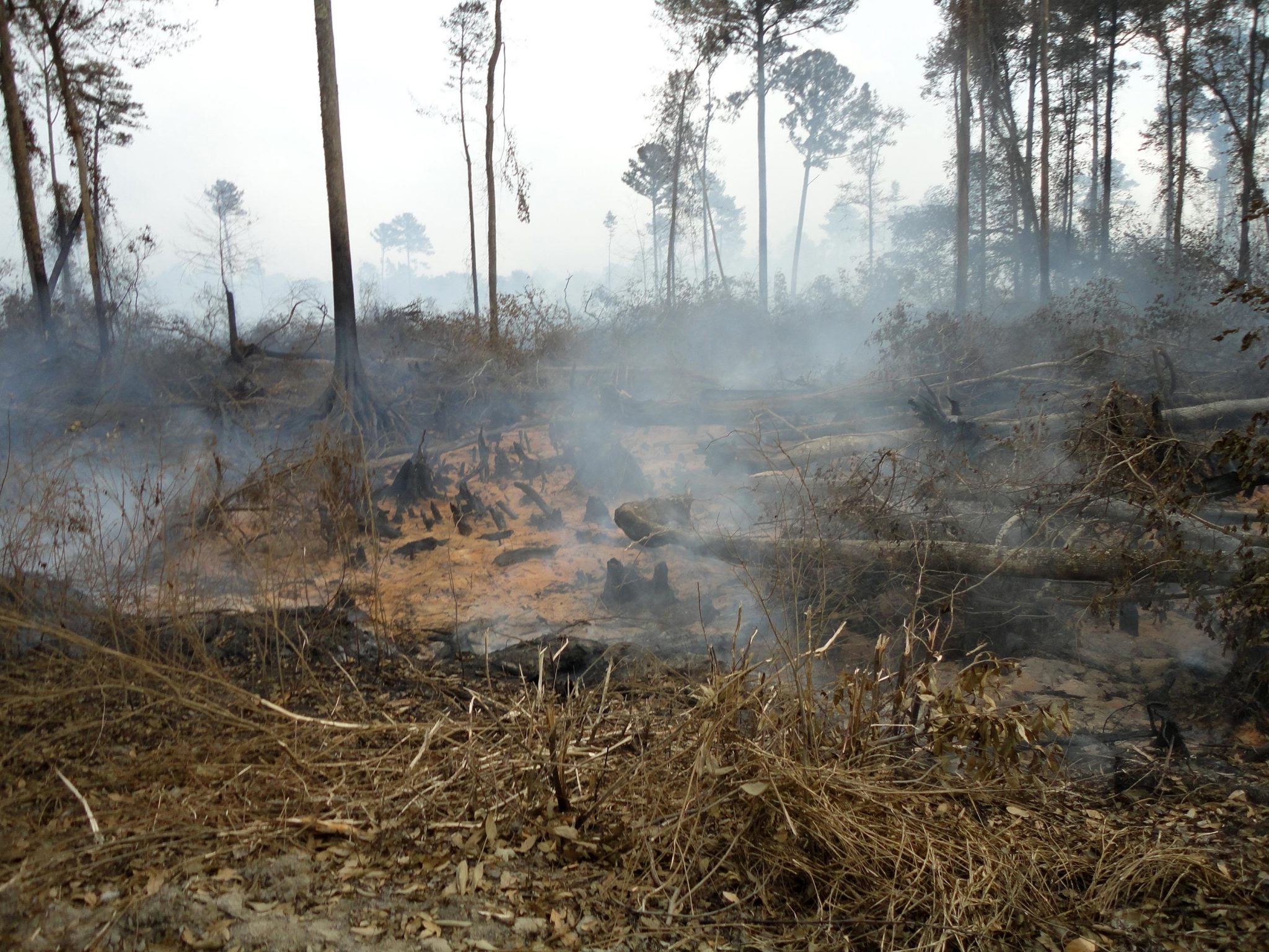 “Zombie Fires” in Peatlands, Which Release Devastating Amounts of ...