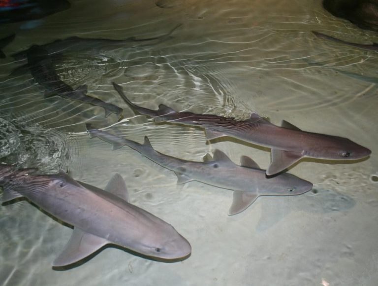 Amazing New 3D Images of Shark Intestines Show They Function Like ...