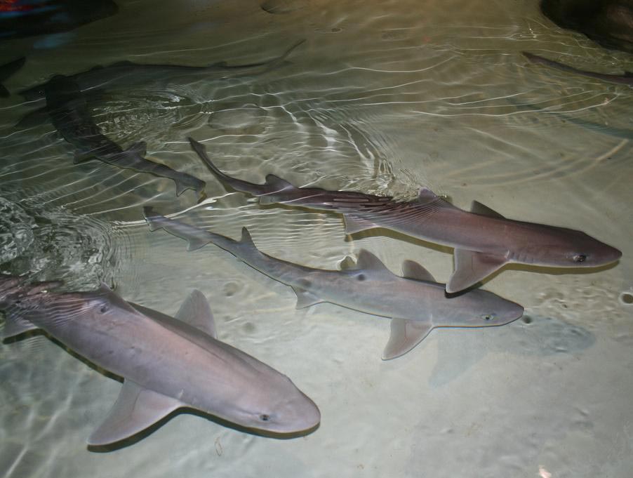 Amazing New 3D Images of Shark Intestines Show They Function Like ...