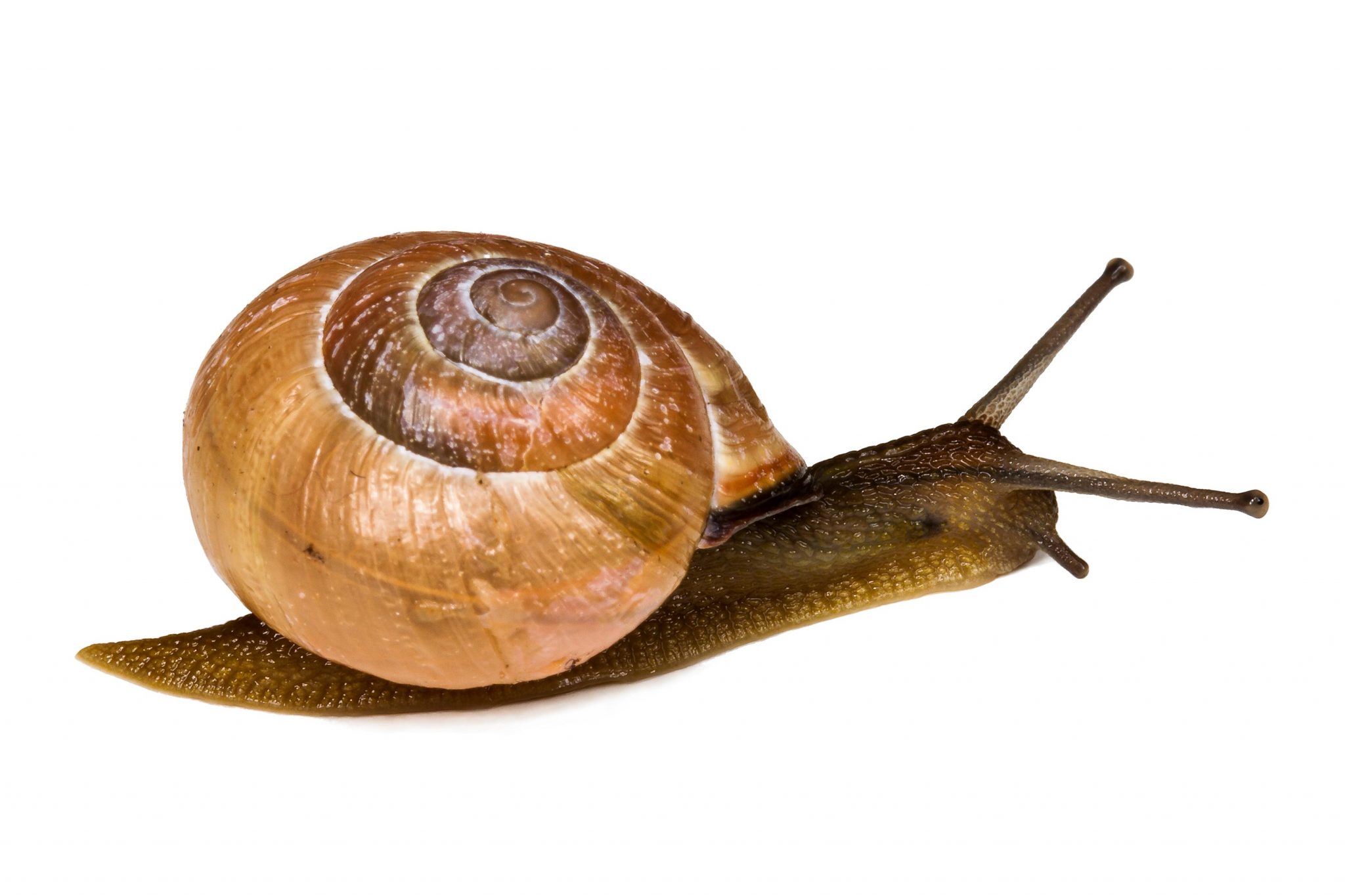 Gardens Can Be Havens for Soil Animals in Towns and Cities