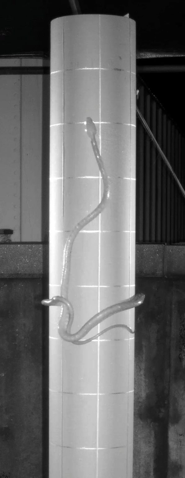 Scientists Discover Bizarre New Mode of Snake Locomotion – “Nothing I’d ...