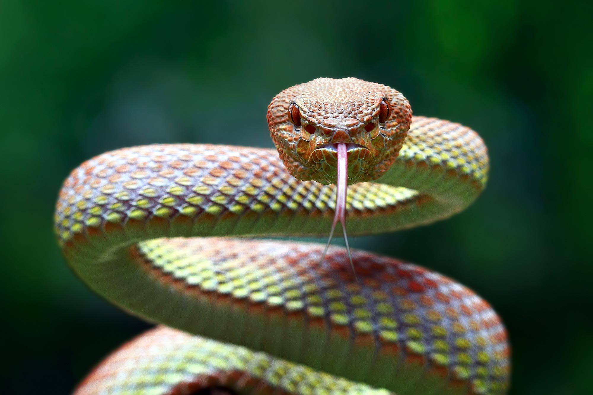 Where Do Fears Come From? How Can New Insights Improve Treatment?