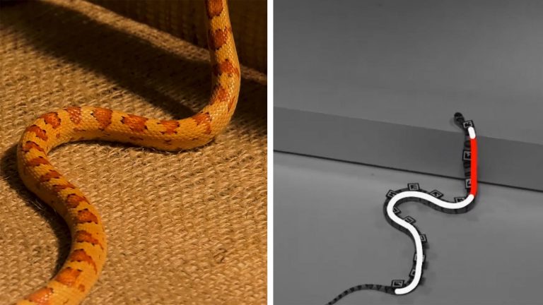 Snake Scale Microstructures Reveal Secrets of Sidewinding and Slithering